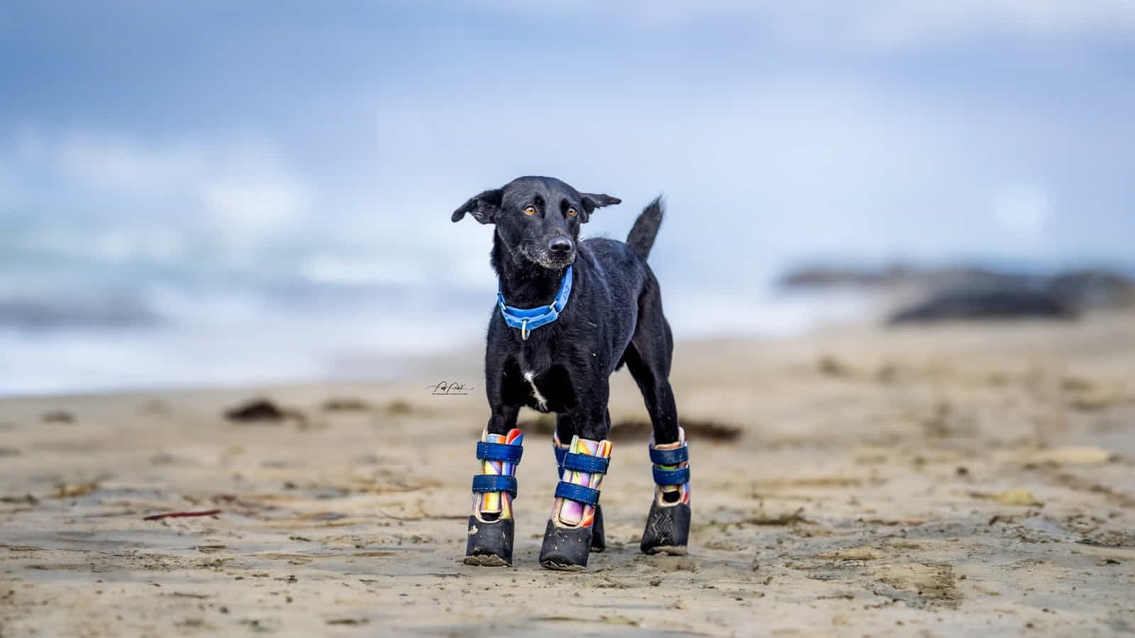 Meet Elliot: The Dog With Four Prosthetic Legs